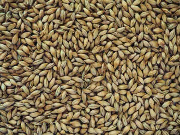 Crisp - Extra Pale Malt - per kg | Cactus Craft South Africa