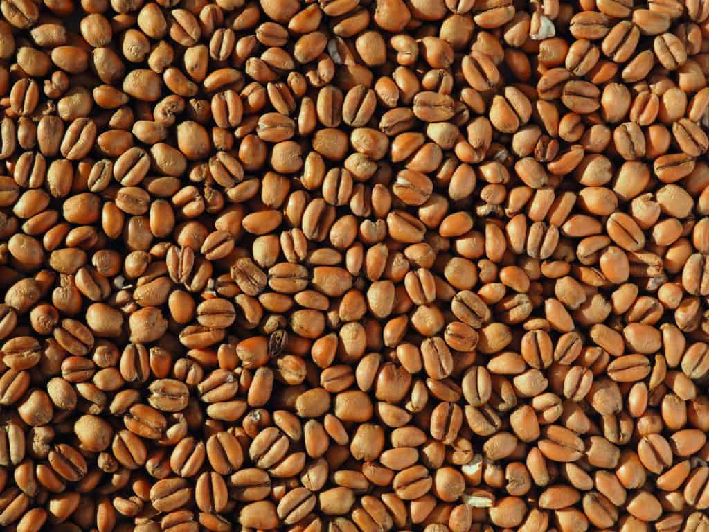 Crisp - Torrefied Wheat - per kg | Cactus Craft South Africa